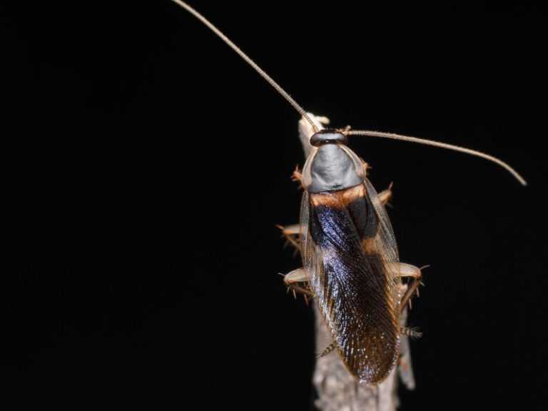 Karaluch paskowany- Insektopedia, encyklopedia dezynsekcji