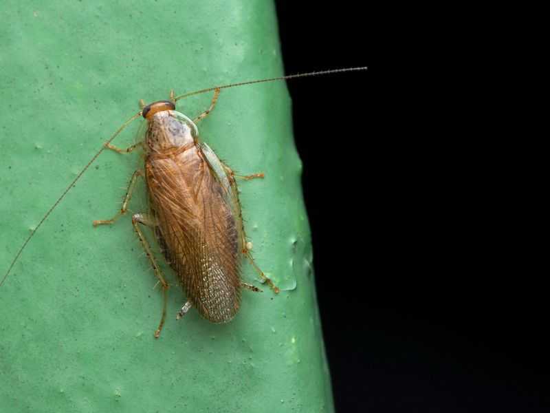 Prusak (karaluch niemiecki) - Insektopedia, encyklopedia dezynsekcji