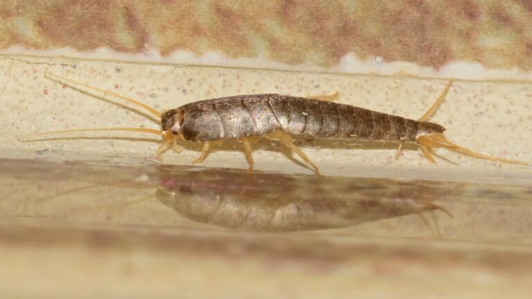 Rybik cukrowy- Insektopedia, encyklopedia dezynsekcji